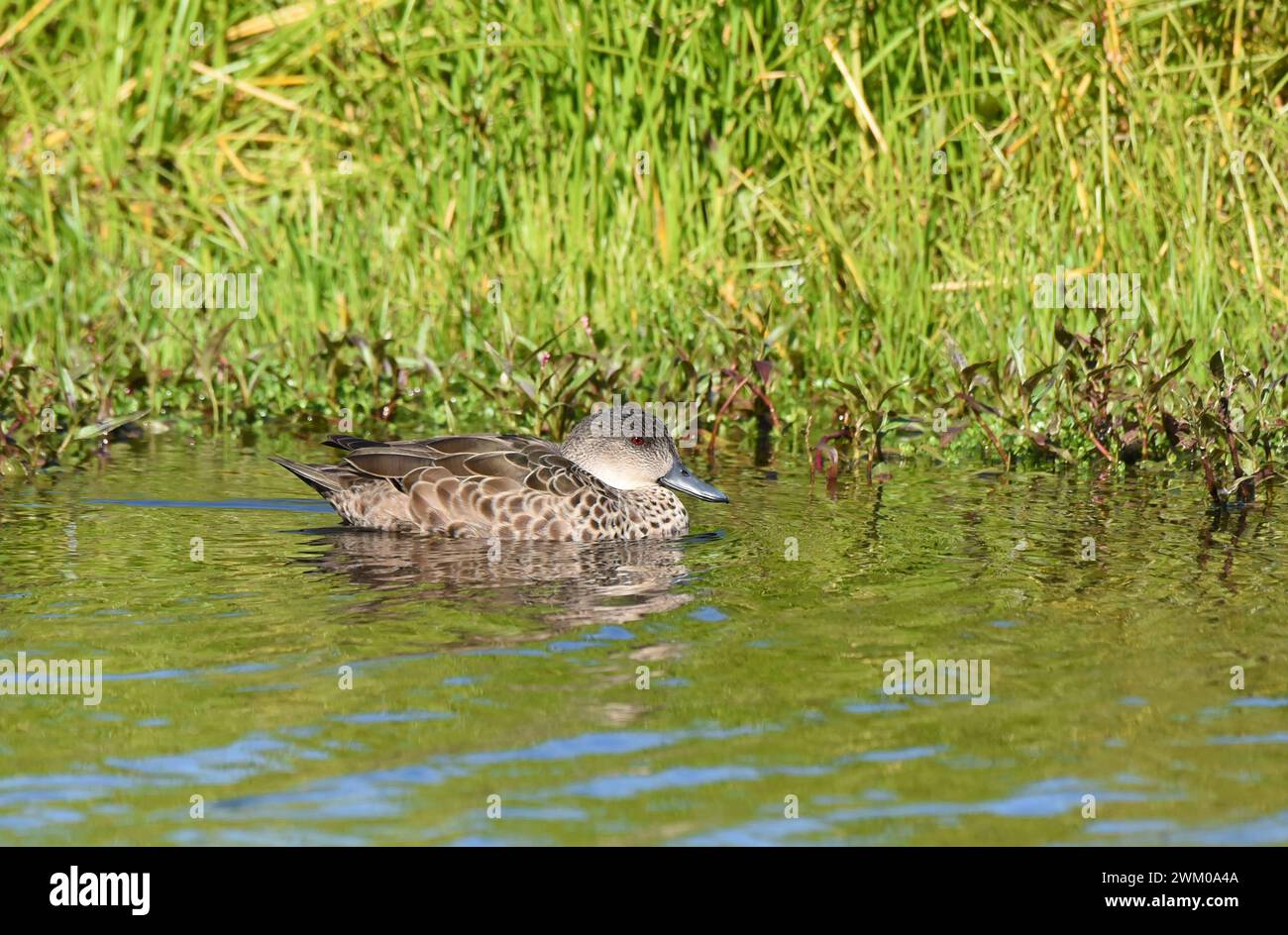 Grey teal (Anas gracilis Stock Photo - Alamy