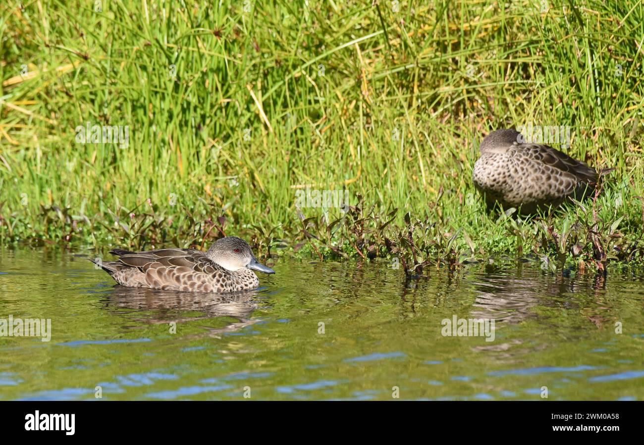 Grey teal (Anas gracilis Stock Photo - Alamy