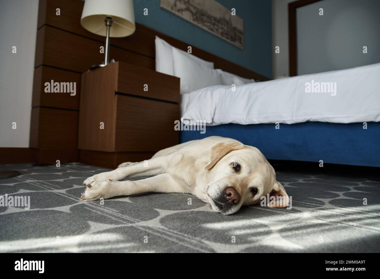 cute white labrador lying near bed in a pet-friendly hotel room, animal ...
