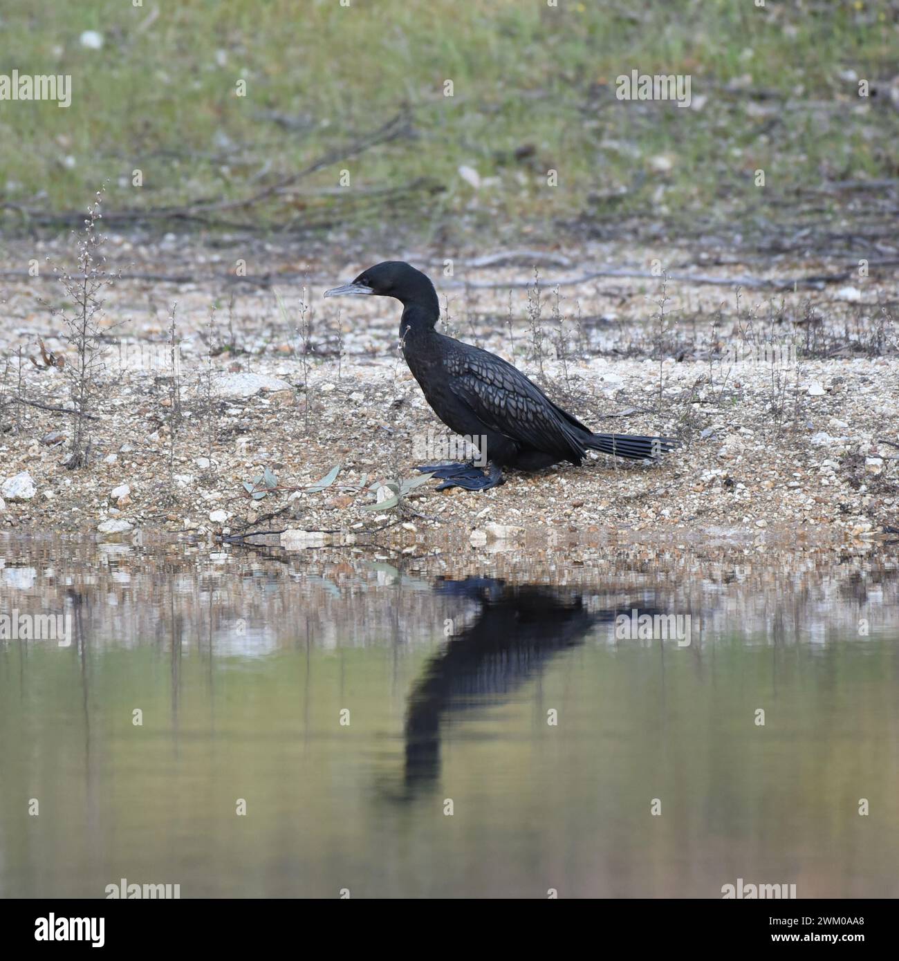 The Great Cormorant (Phalacrocorax carbo) is a widespread member of the ...