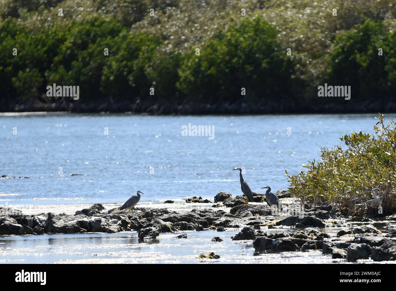 Three white-faced herons (Egretta novaehollandiae) on a lake in Cape ...