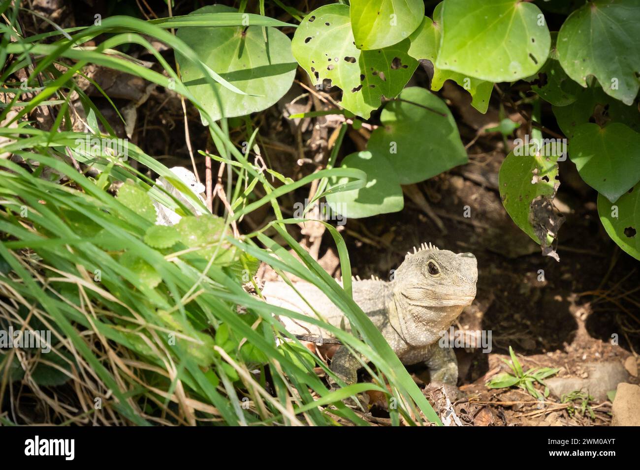 Rare native Tuatara lizard crawling through green foliage green forest ...
