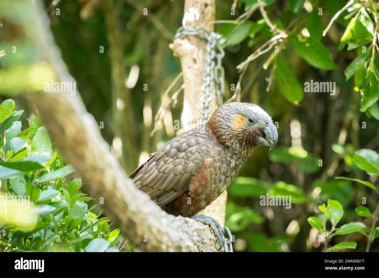 Rare native Kaka parrots sitting on the branch in green forest, New ...