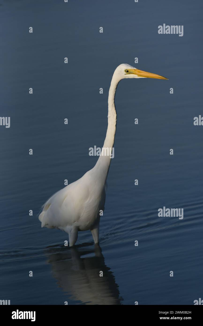 Apart from size, the Great white egret (Ardea alba) can be ...