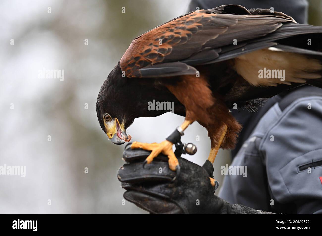 Accipitridae family of birds hi-res stock photography and images - Alamy