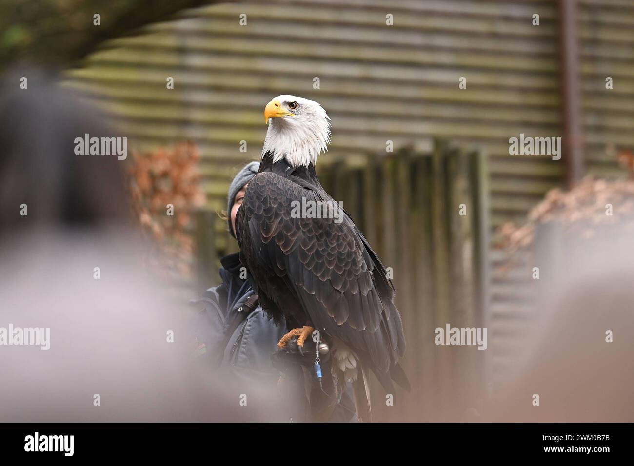 Kephale hi-res stock photography and images - Alamy
