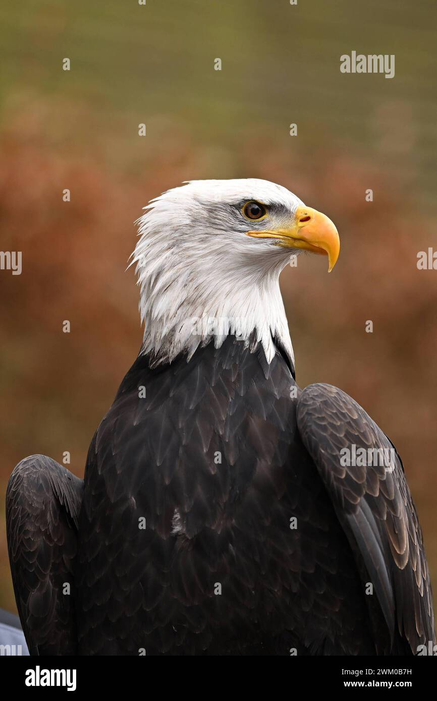 Kephale hi-res stock photography and images - Alamy