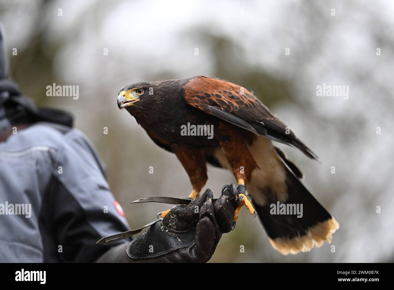 Wildpark Schwarze Berge I 04.02.2024 Wüstenbussard, Parabuteo ...