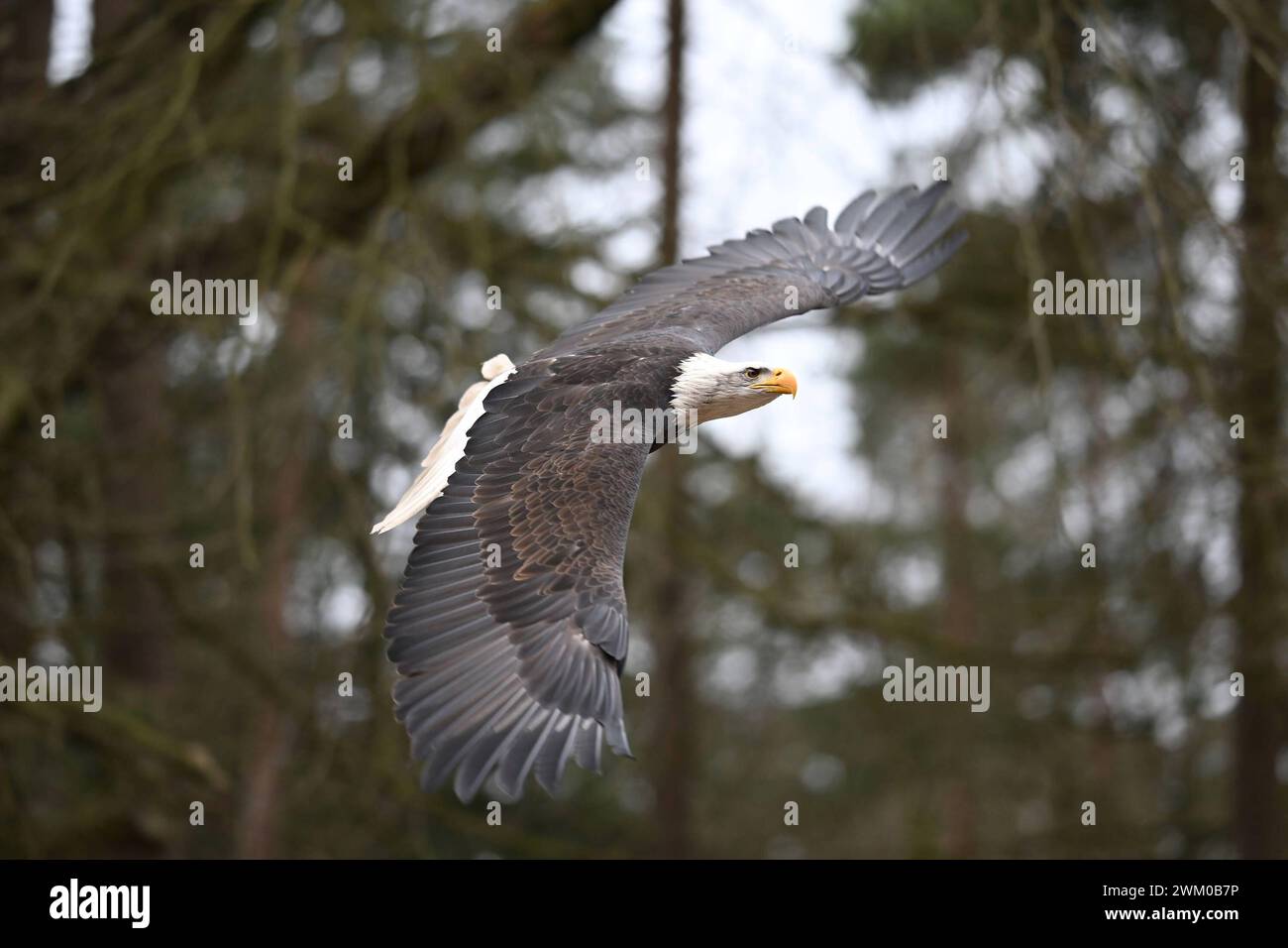 Kephale hi-res stock photography and images - Alamy