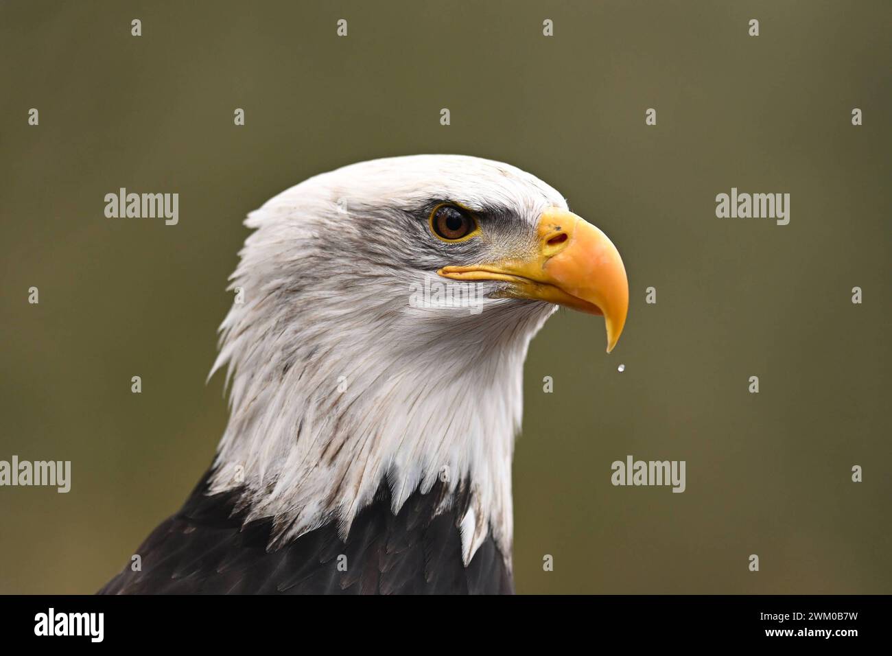 Kephale hi-res stock photography and images - Alamy