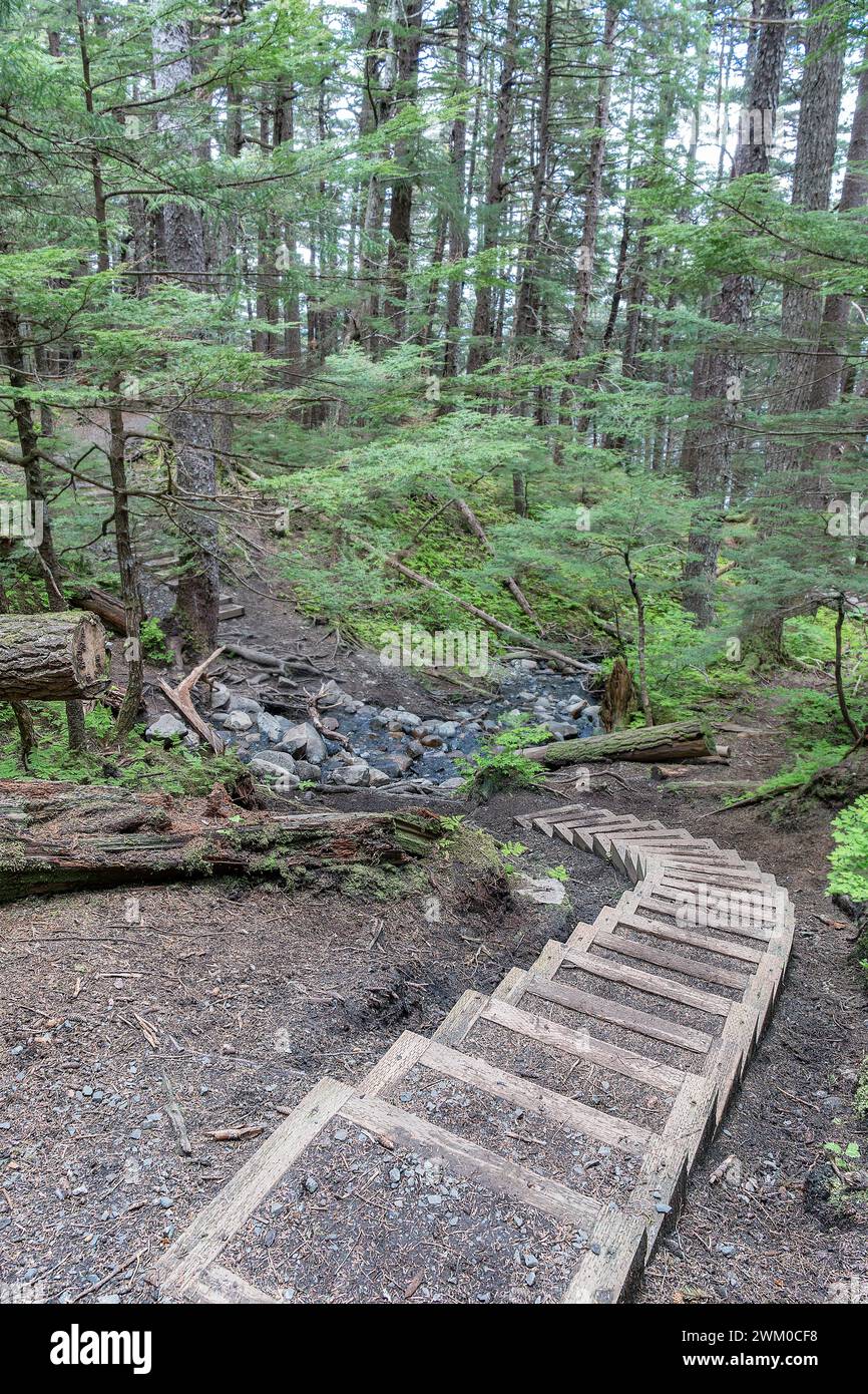 Steps on the Battery Point Trail in the Chilkat State Park, Haines ...