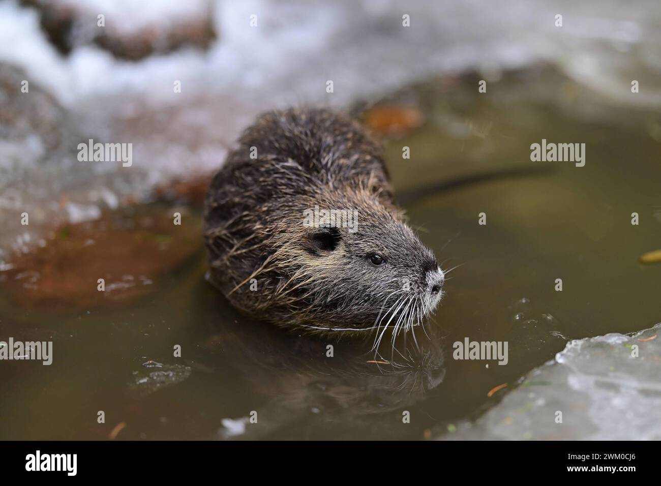 Schwarze wasserratte hi-res stock photography and images - Alamy