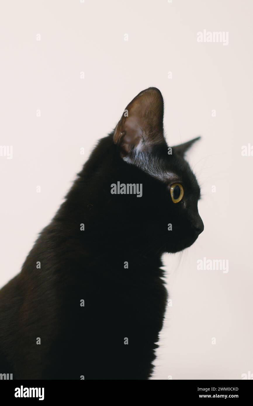 Elegant black cat stands hi-res stock photography and images - Alamy