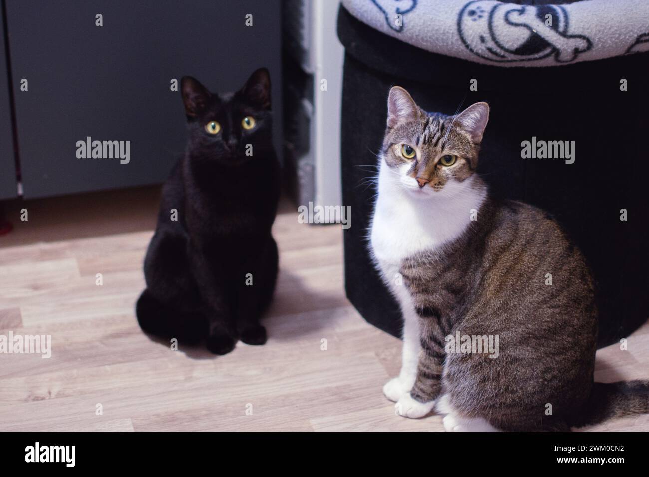 Domestic cats sitting chair hi-res stock photography and images - Alamy