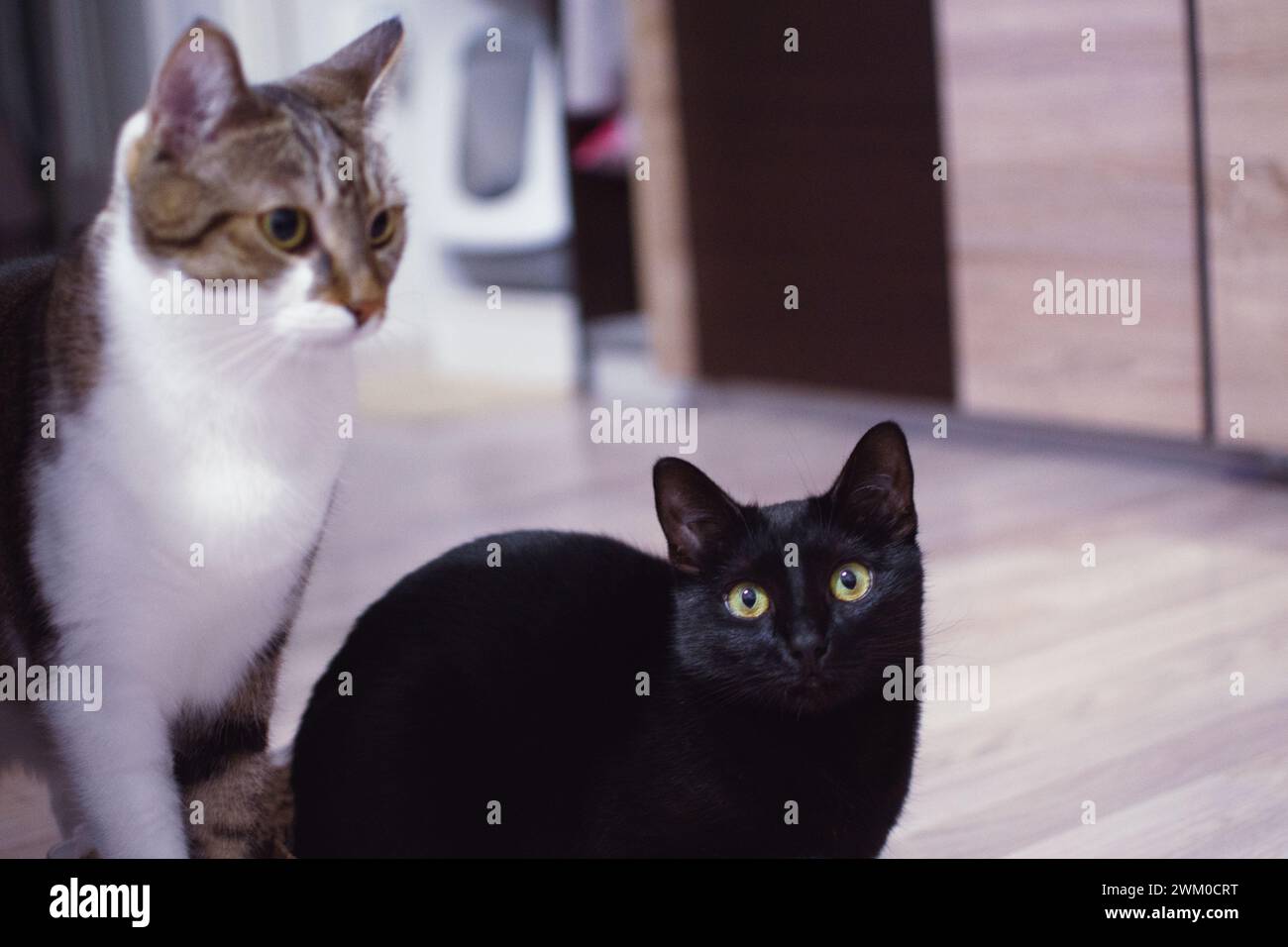 Two cats standing side by side, one with eyes closed Stock Photo - Alamy