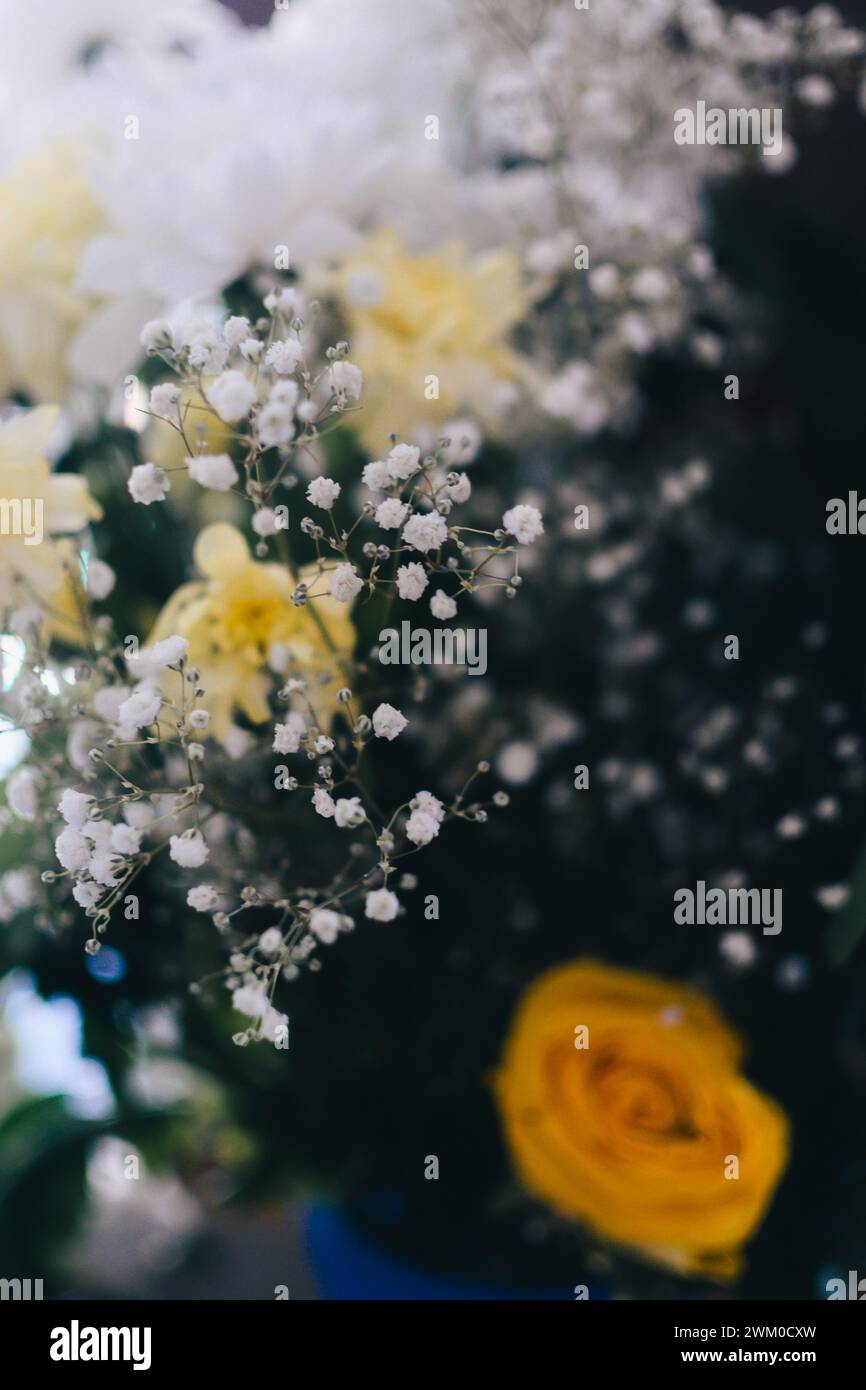 White blue yellow flowers hi-res stock photography and images - Alamy