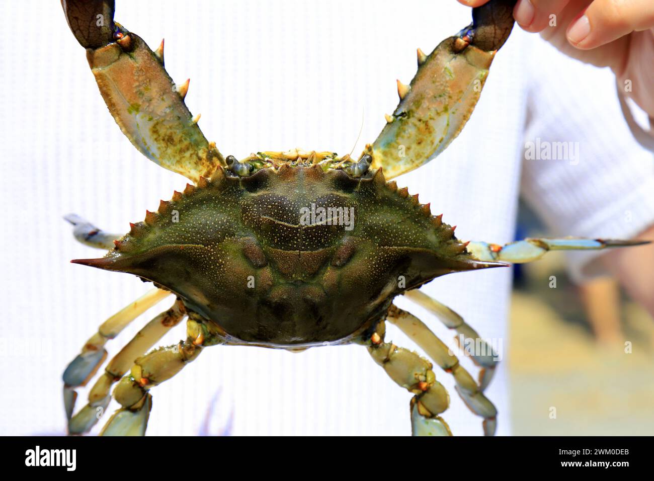 A man holds large blue crab, Callinectes sapidus, with large claws ...