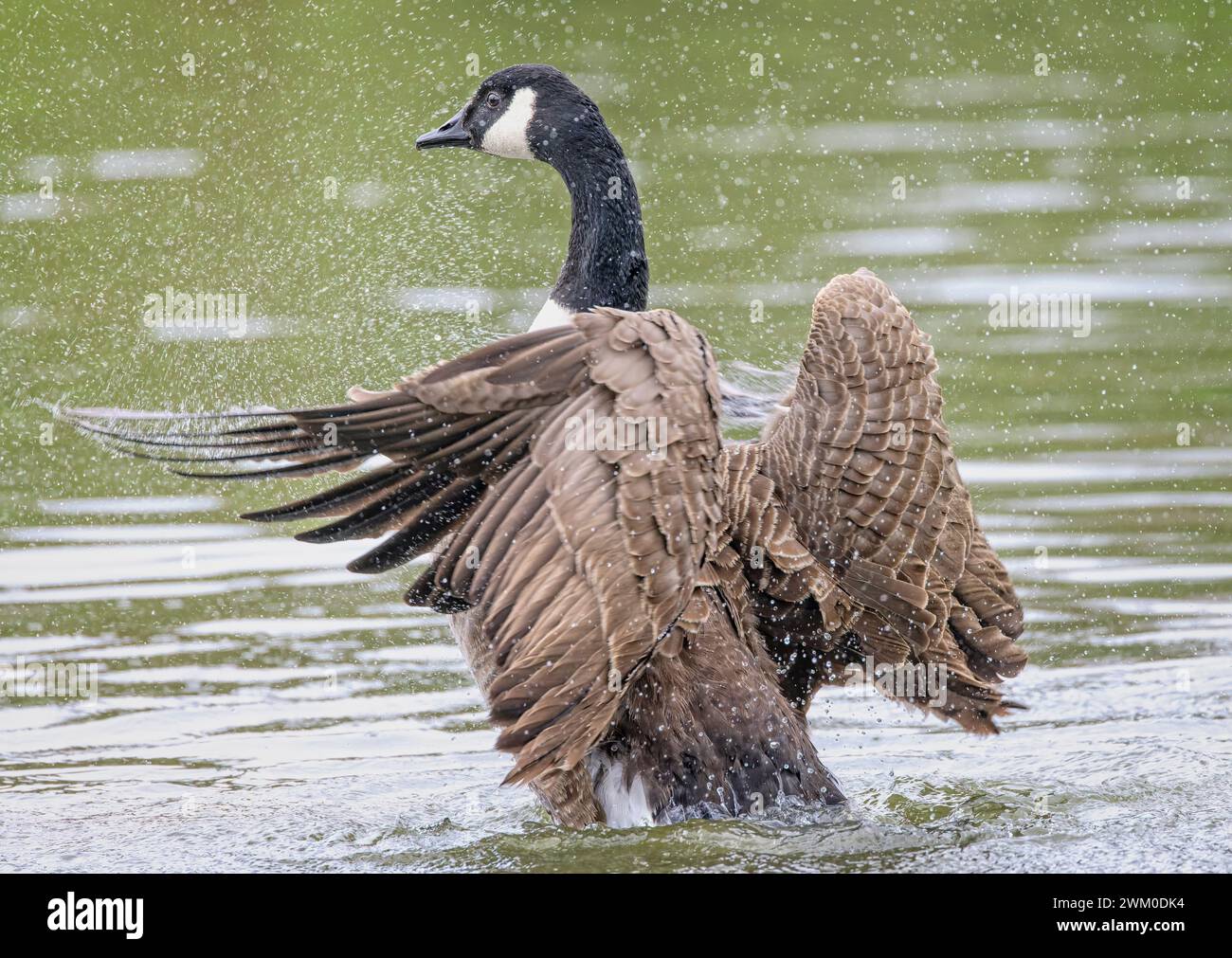 Canada goose splashing water hi-res stock photography and images - Alamy