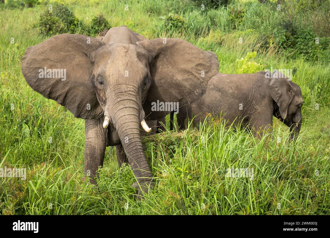 A female African Savanna Elephant (Loxodonta africana) and her calf in ...