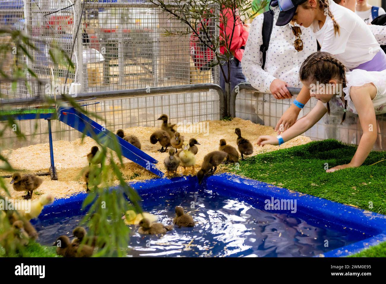 Canberra, Australia. 23rd Feb, 2024. People interact with ducklings at ...