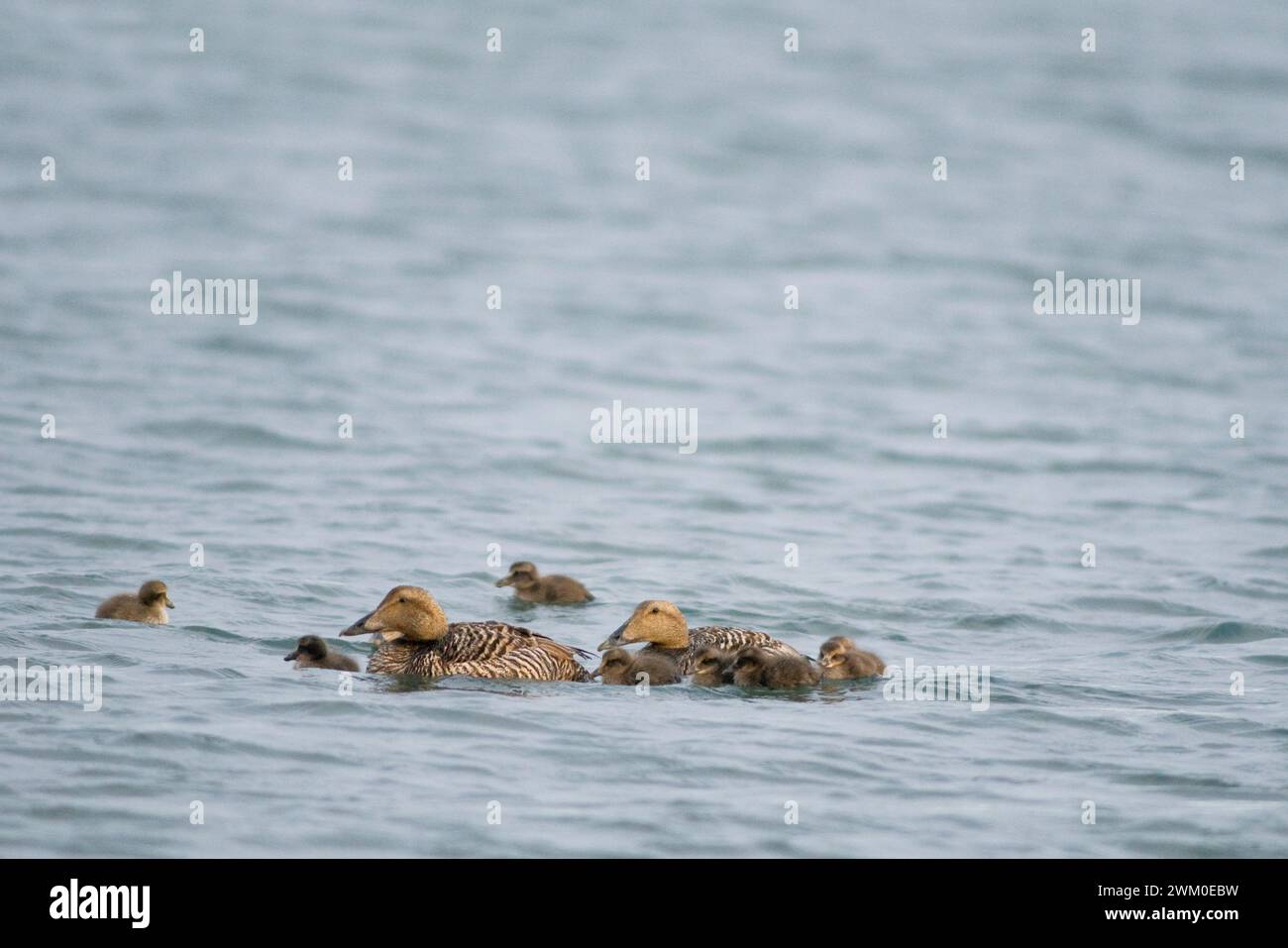 Group of common eider ducks Somateria mollissima mother and newborn ...