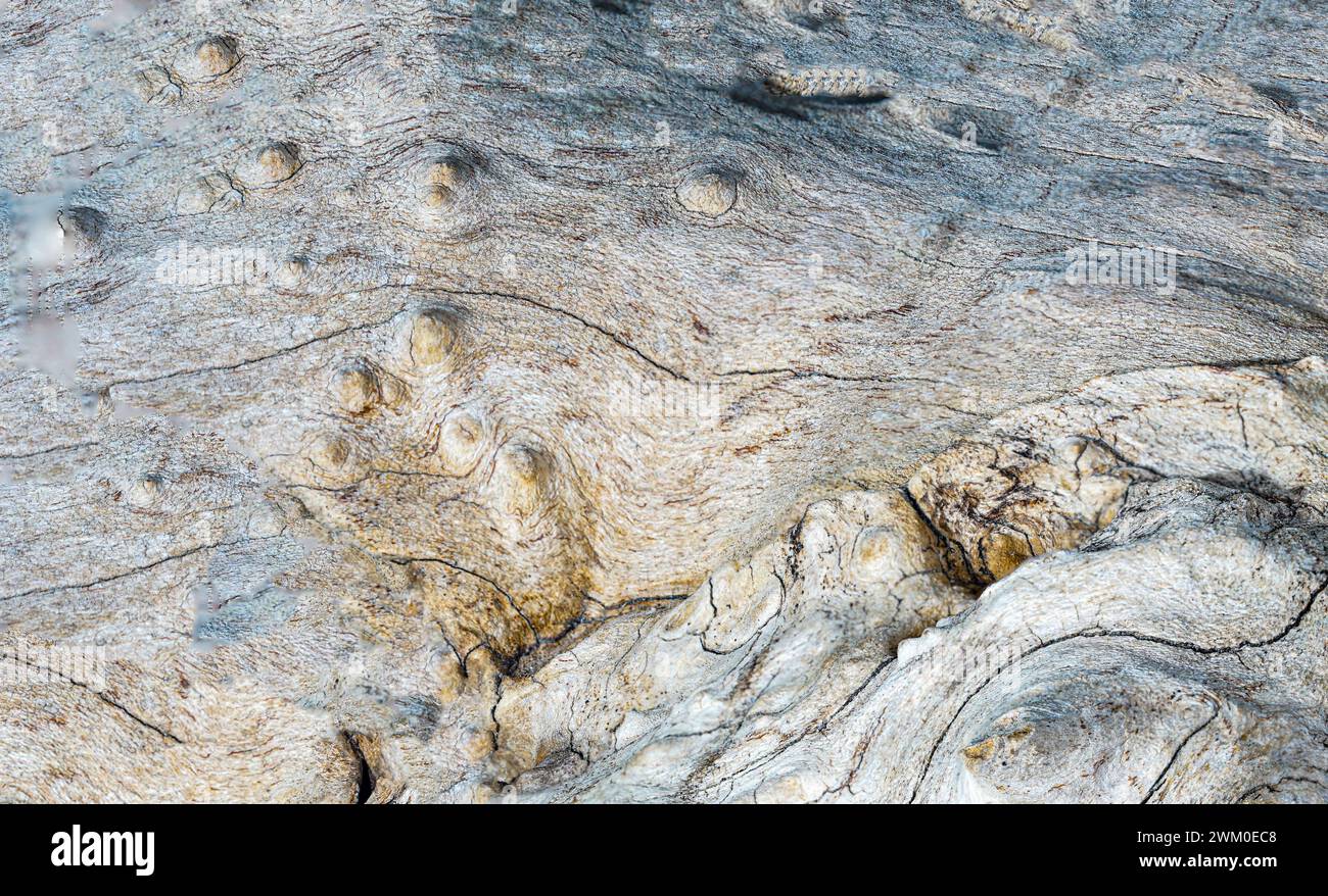 tropical root with twists and fantastic wood grains Stock Photo - Alamy