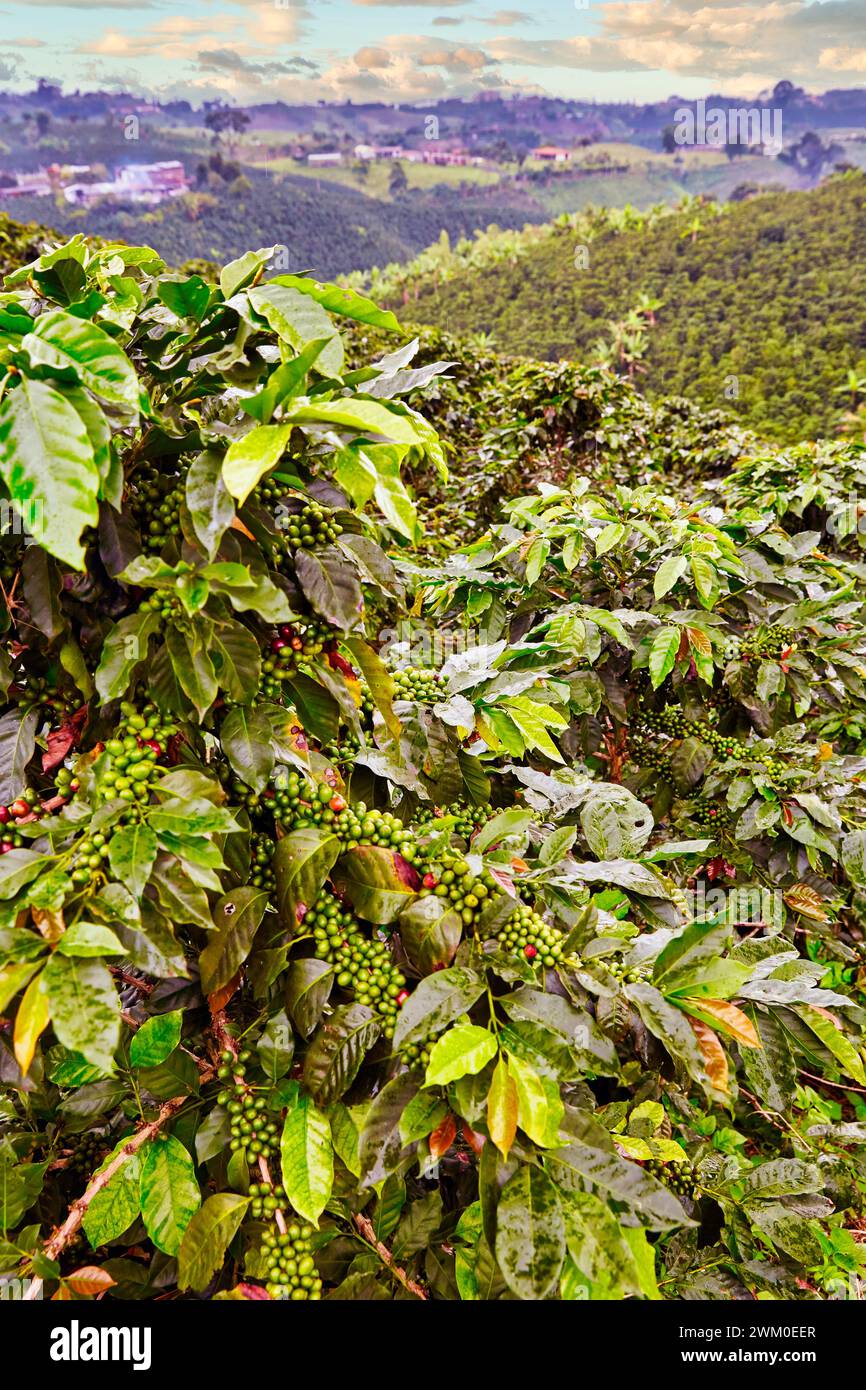 Cafetales colombia hi-res stock photography and images - Alamy