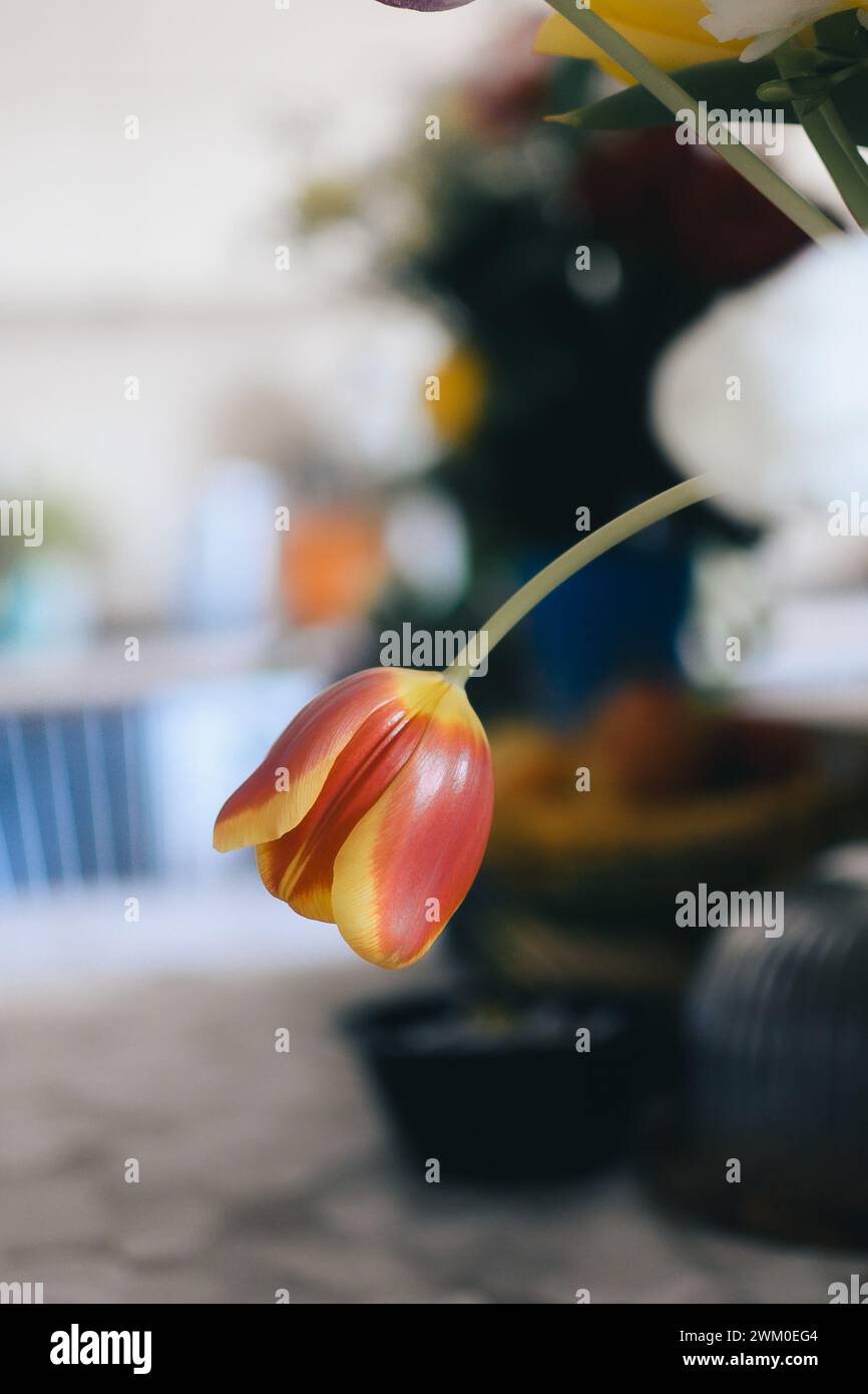 One tulip on ground with blue vase in background Stock Photo - Alamy
