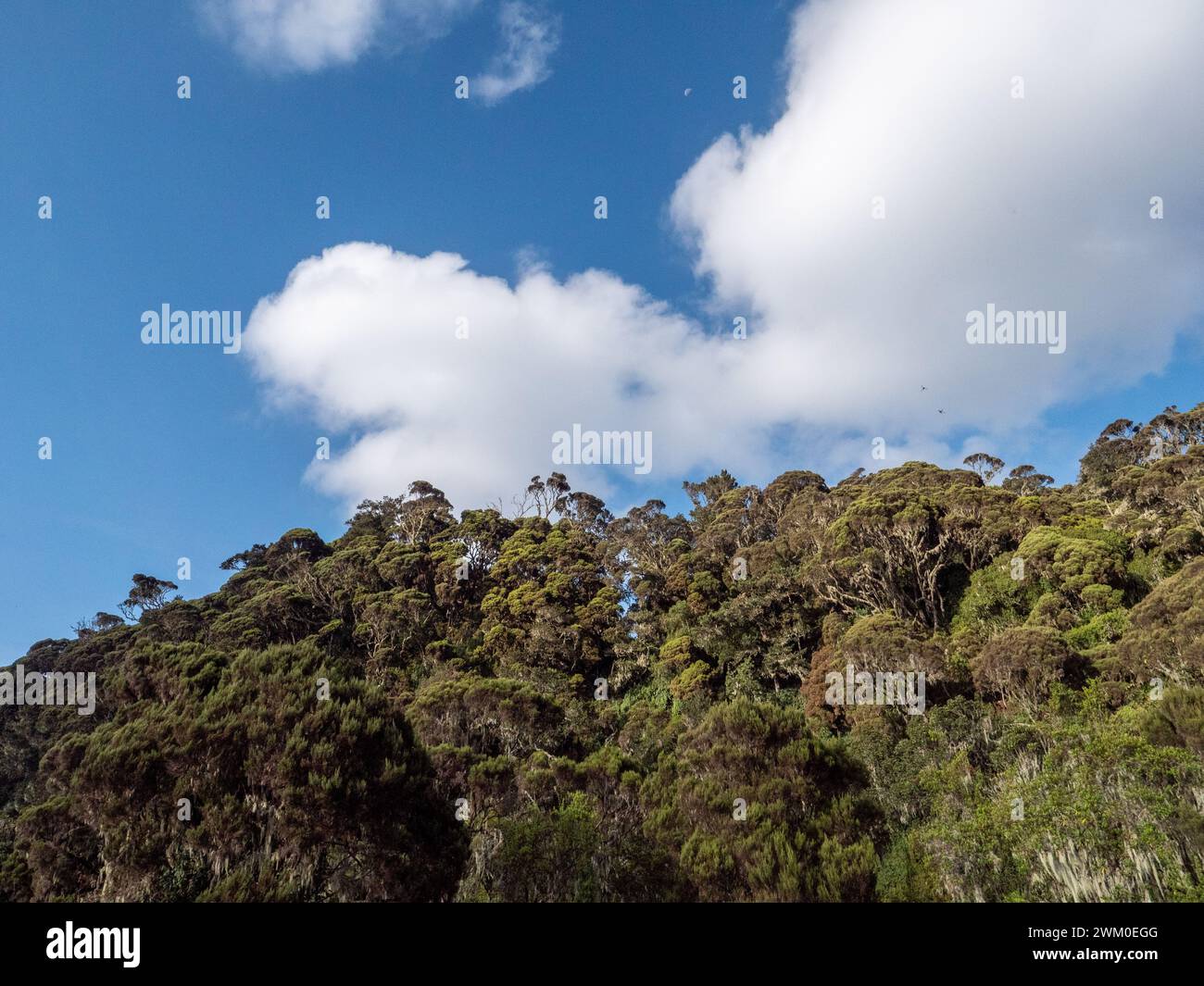 On the Kilembe Trail in the Rwenzori Mountains in Uganda Stock Photo ...