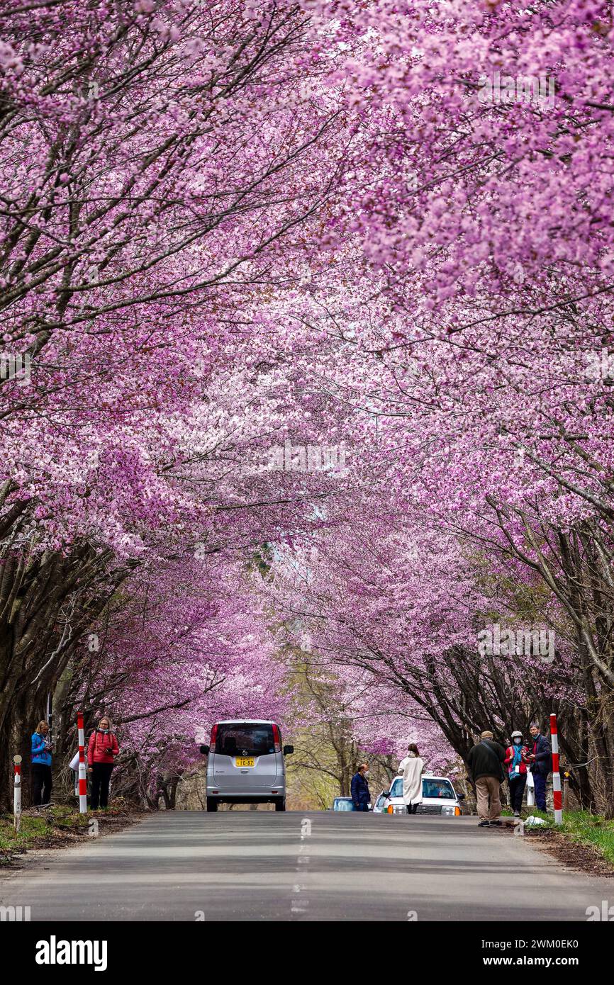 Cars and tourists viewing a Cherry Blossom tunnel over a rural road ...