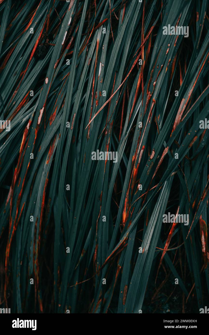 Tall greenery hi-res stock photography and images - Alamy