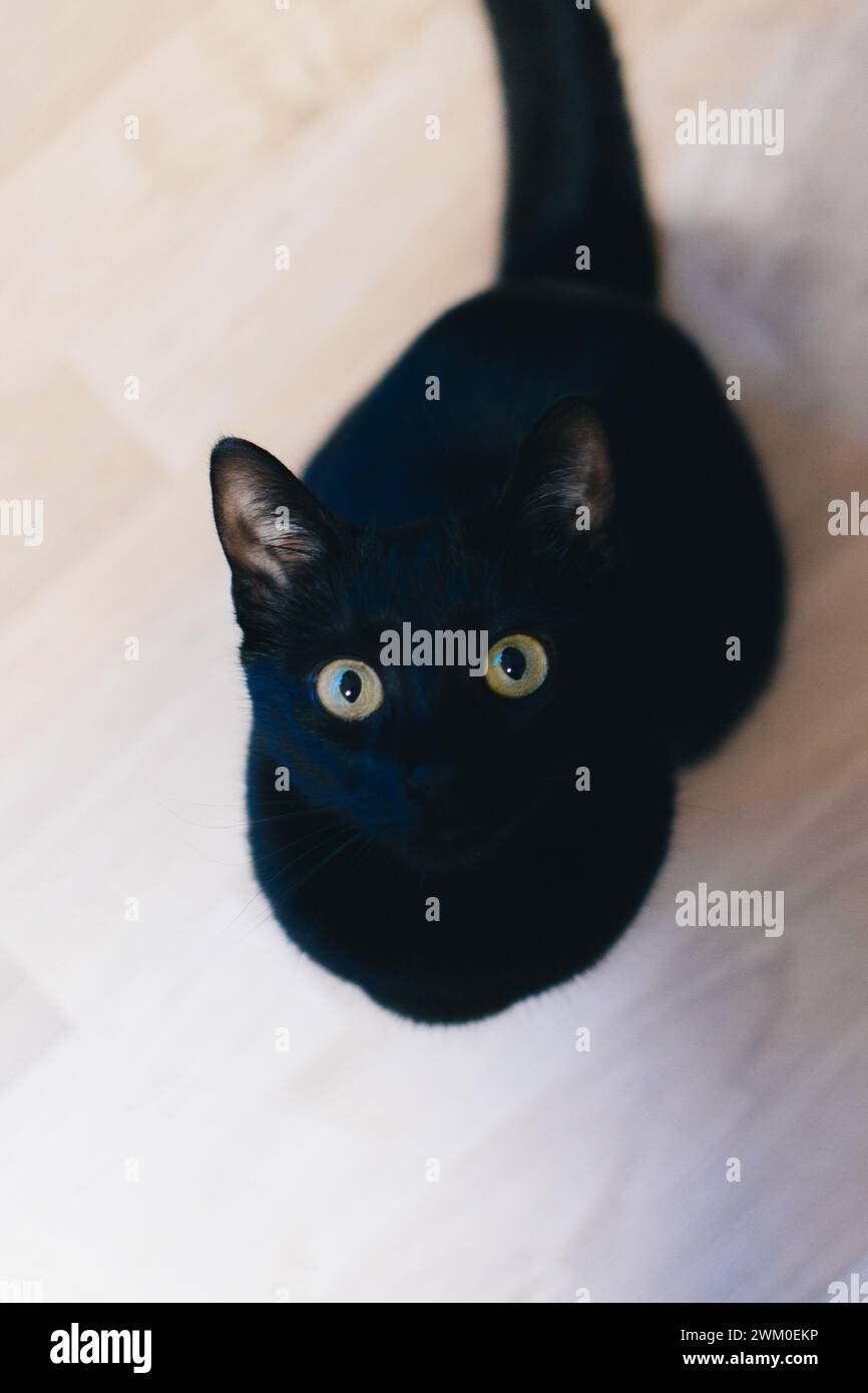 Black cat staring hi-res stock photography and images - Alamy