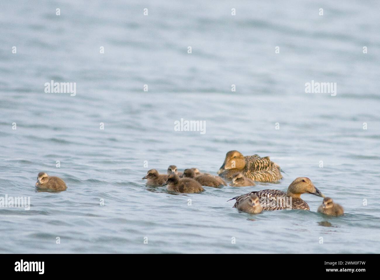 Group of common eider ducks Somateria mollissima mother and newborn ...