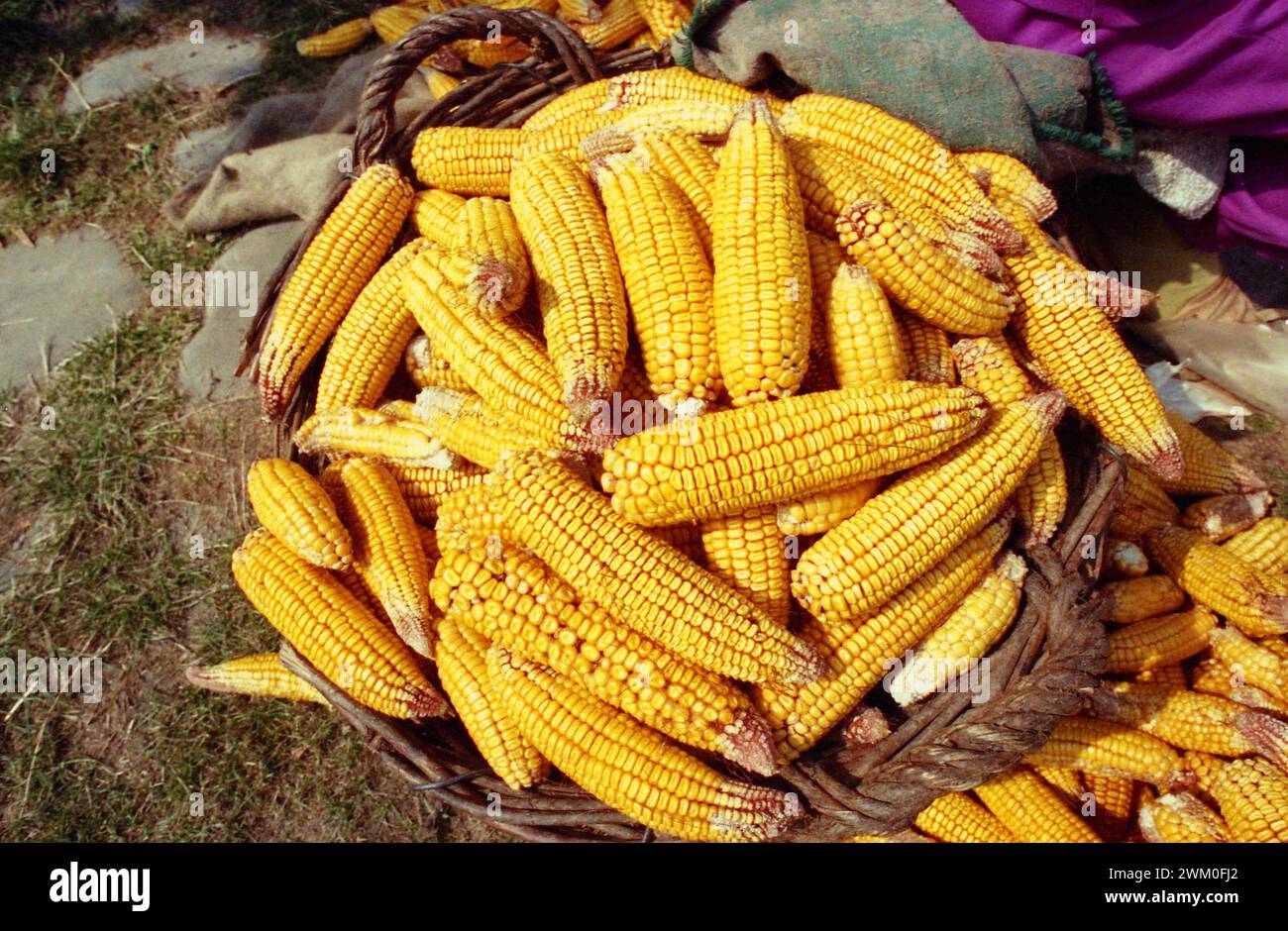 Harvested grain feed corn kernels hi-res stock photography and images ...
