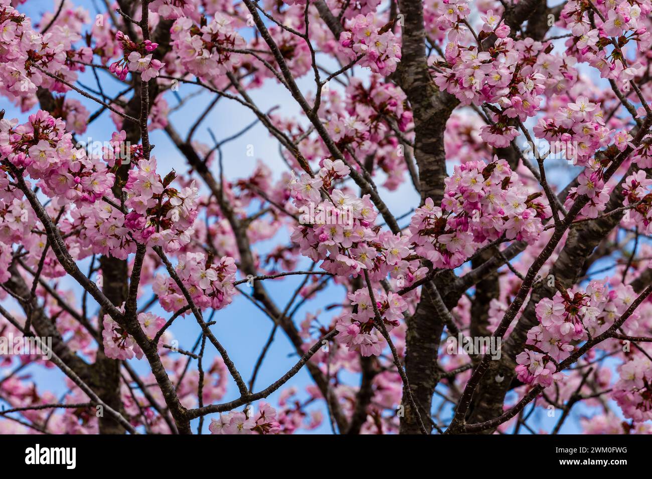 Sakura (Cherry Blossom) tunnels in Japan during spring Stock Photo - Alamy