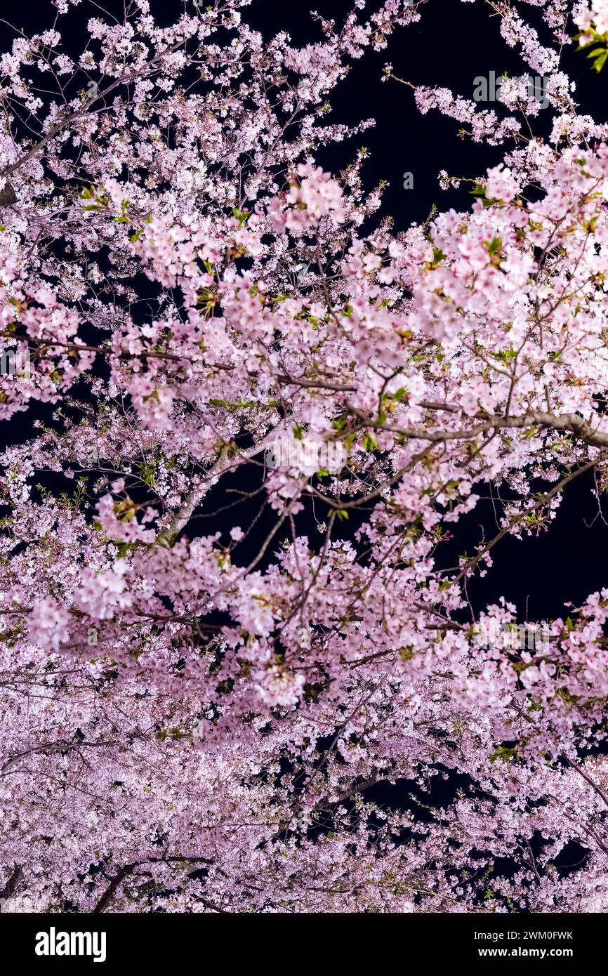 View blossoming sakura flowers hi-res stock photography and images - Alamy