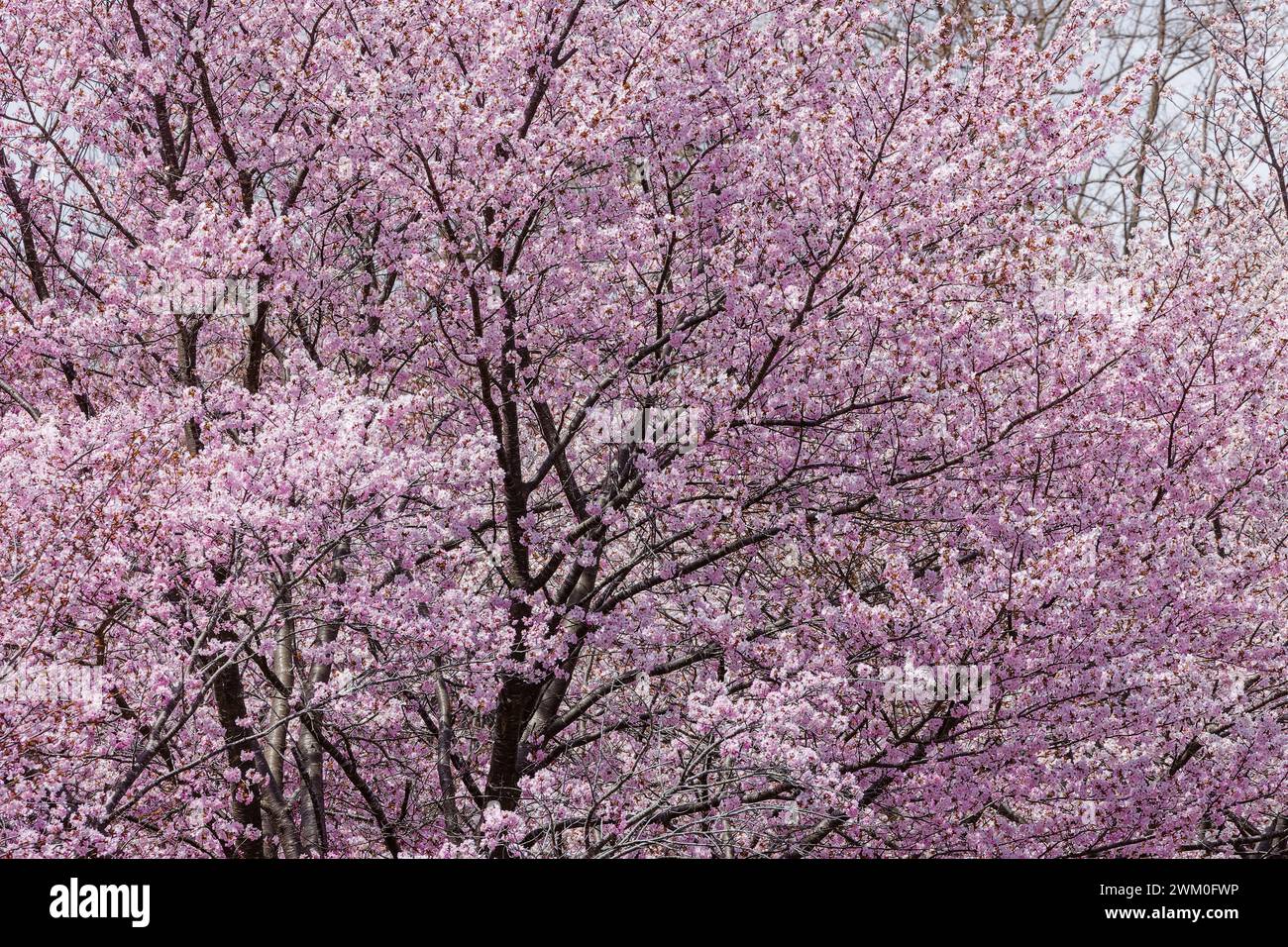 Sakura (Cherry Blossom) tunnels in Japan during spring Stock Photo - Alamy