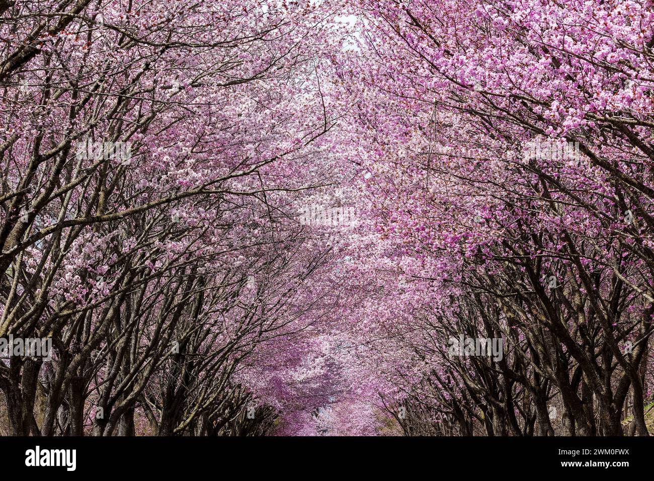 Sakura (Cherry Blossom) tunnels in Japan during spring Stock Photo - Alamy