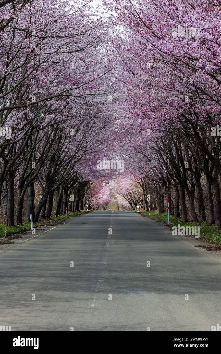 An empty rural road covered by a beautiful Cherry Blossom tunnel during ...