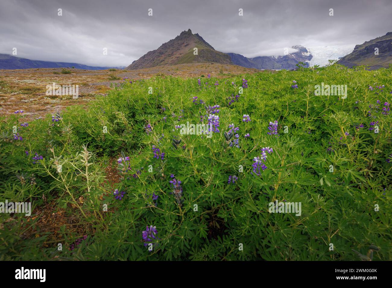Iconic Icelandic nature, glacier scenery with beautiful flower Alaskan ...