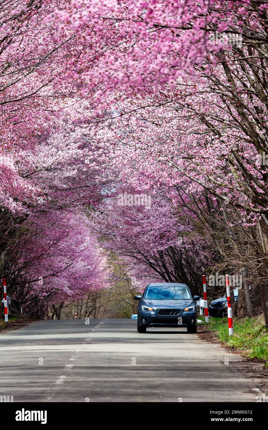 A beautiful Cherry Blossom tunnel over a rural road in the Aomori area ...