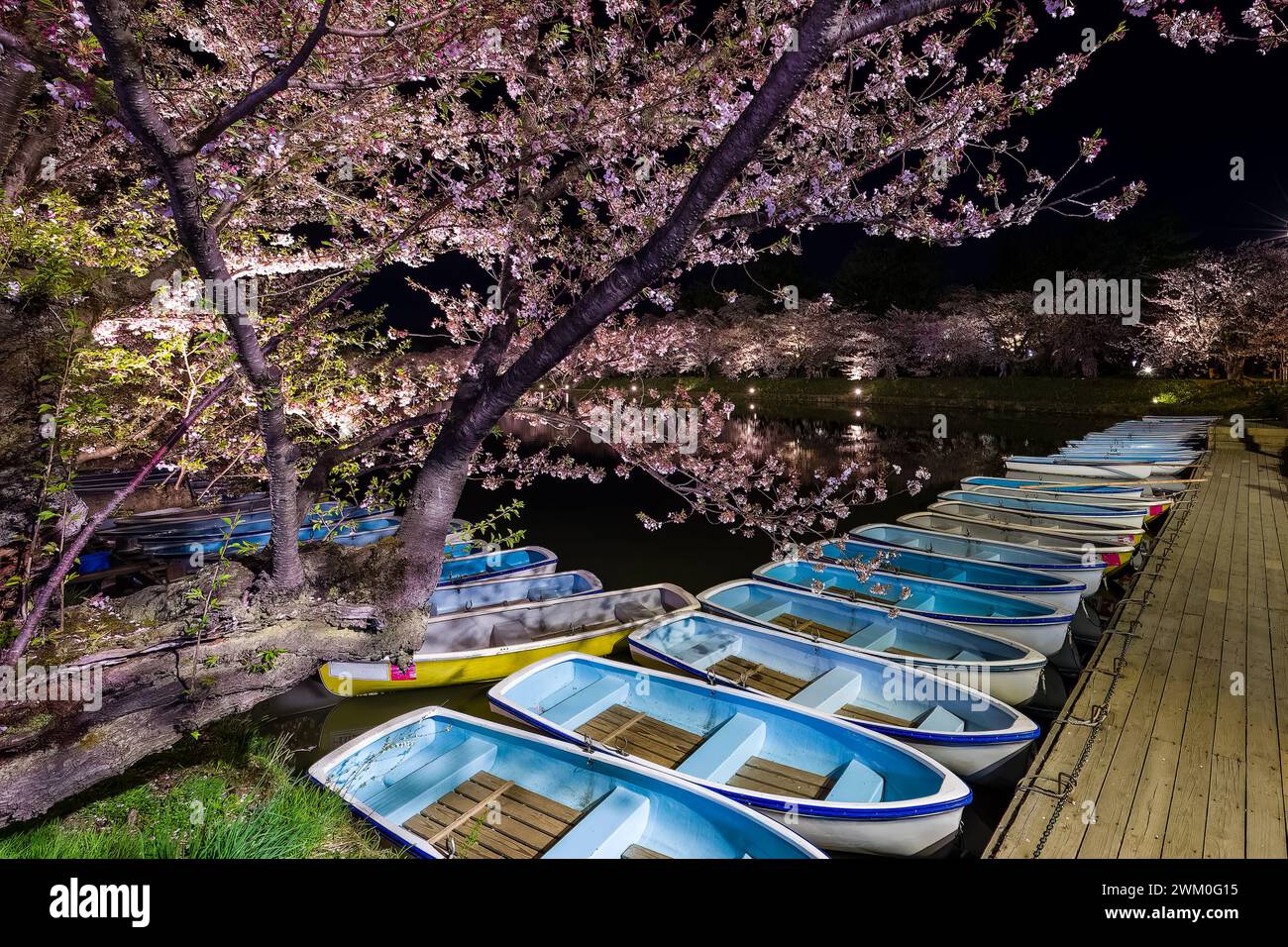 Wooden rowing boats next to a path surrounded by colorful Cherry ...