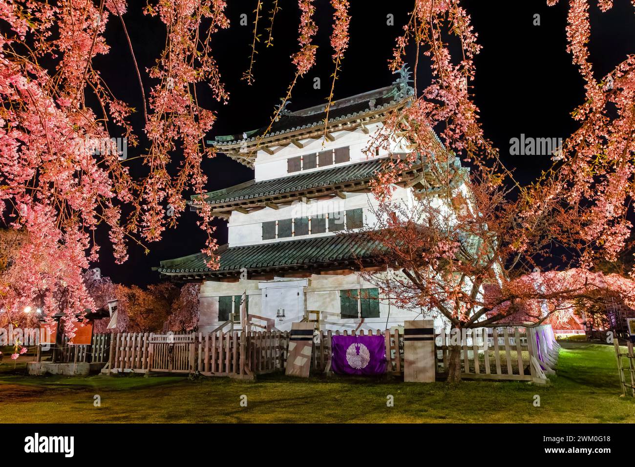 Japanese castle surrounded by pink Cherry Blossom (Sakura) illuminated ...