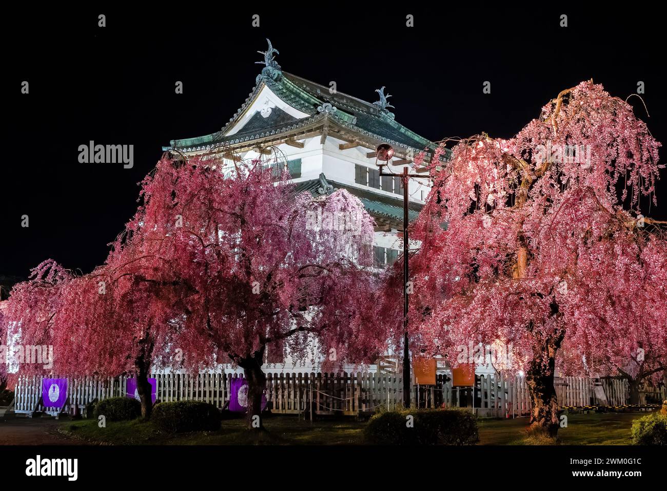 Japanese castle surrounded by pink Cherry Blossom (Sakura) illuminated ...