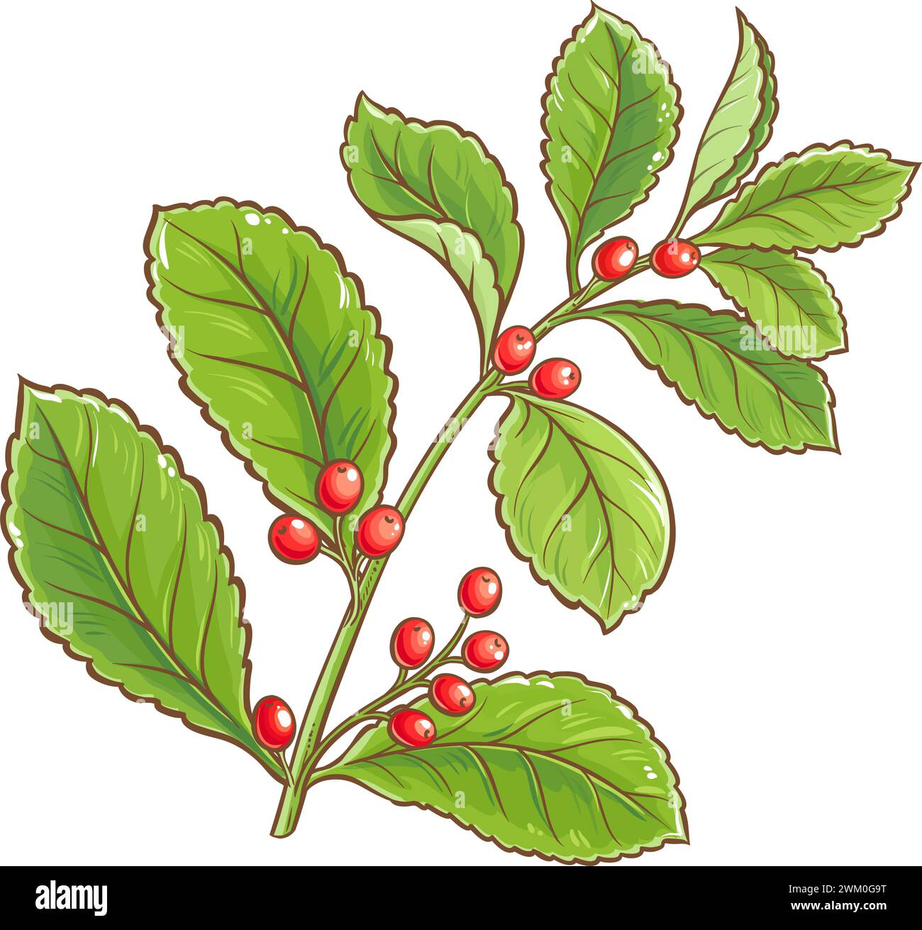 Yerba mate green plant Cut Out Stock Images & Pictures - Alamy