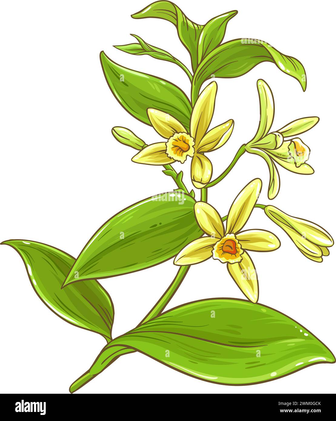 Vanilla Plant Drawing