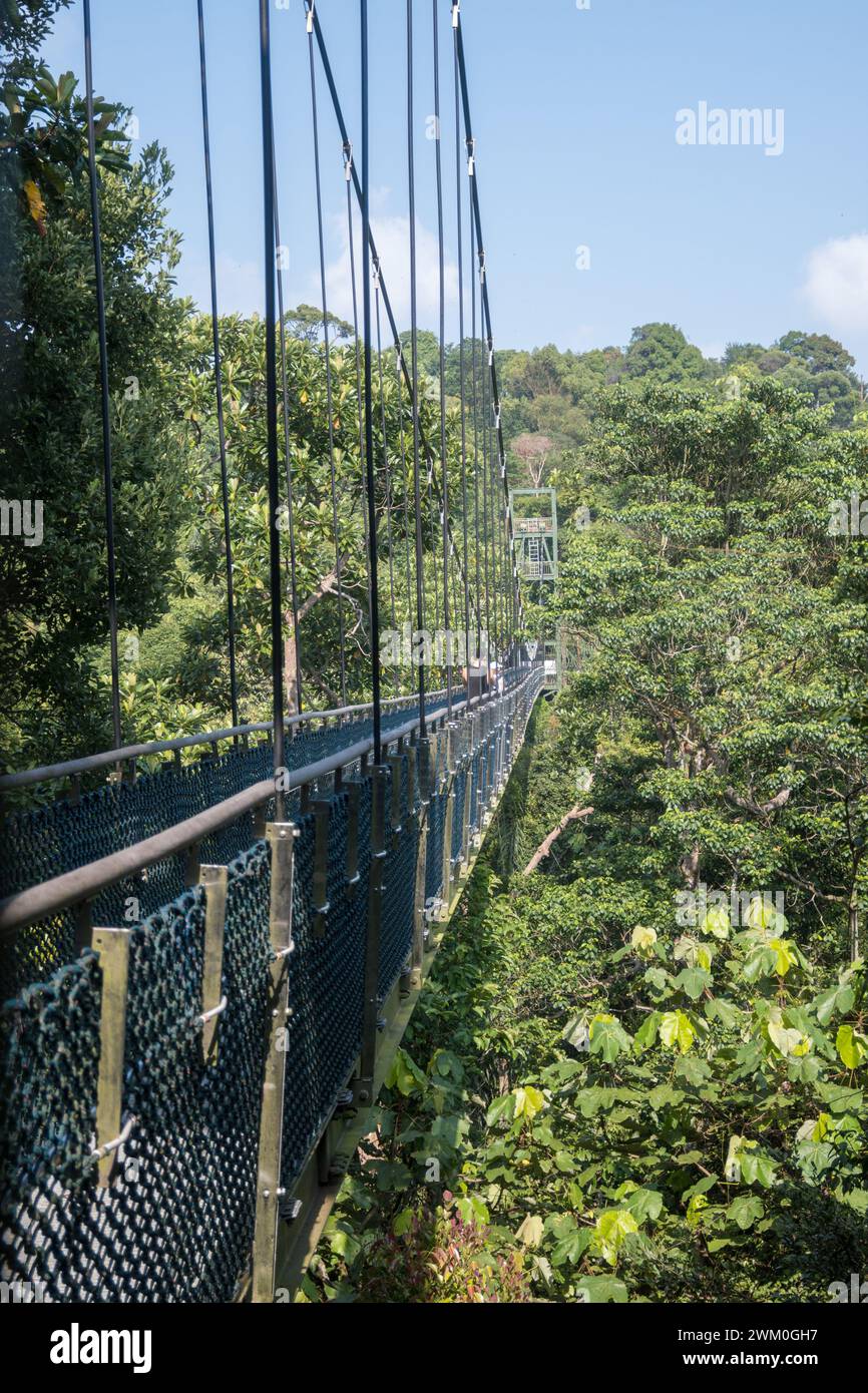 Singapore rainforest tree walk hi-res stock photography and images - Alamy