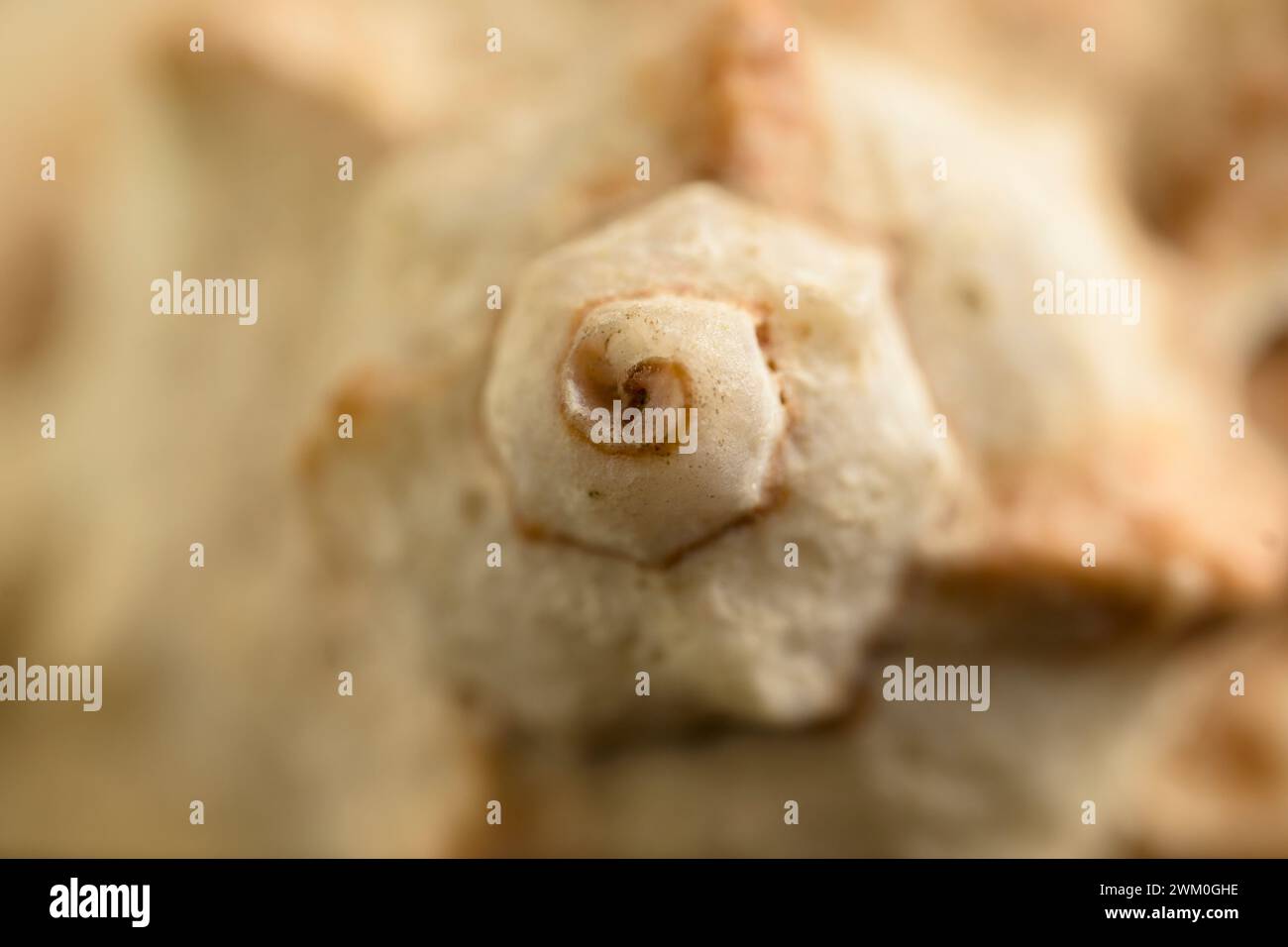 White spiral shell hi-res stock photography and images - Alamy