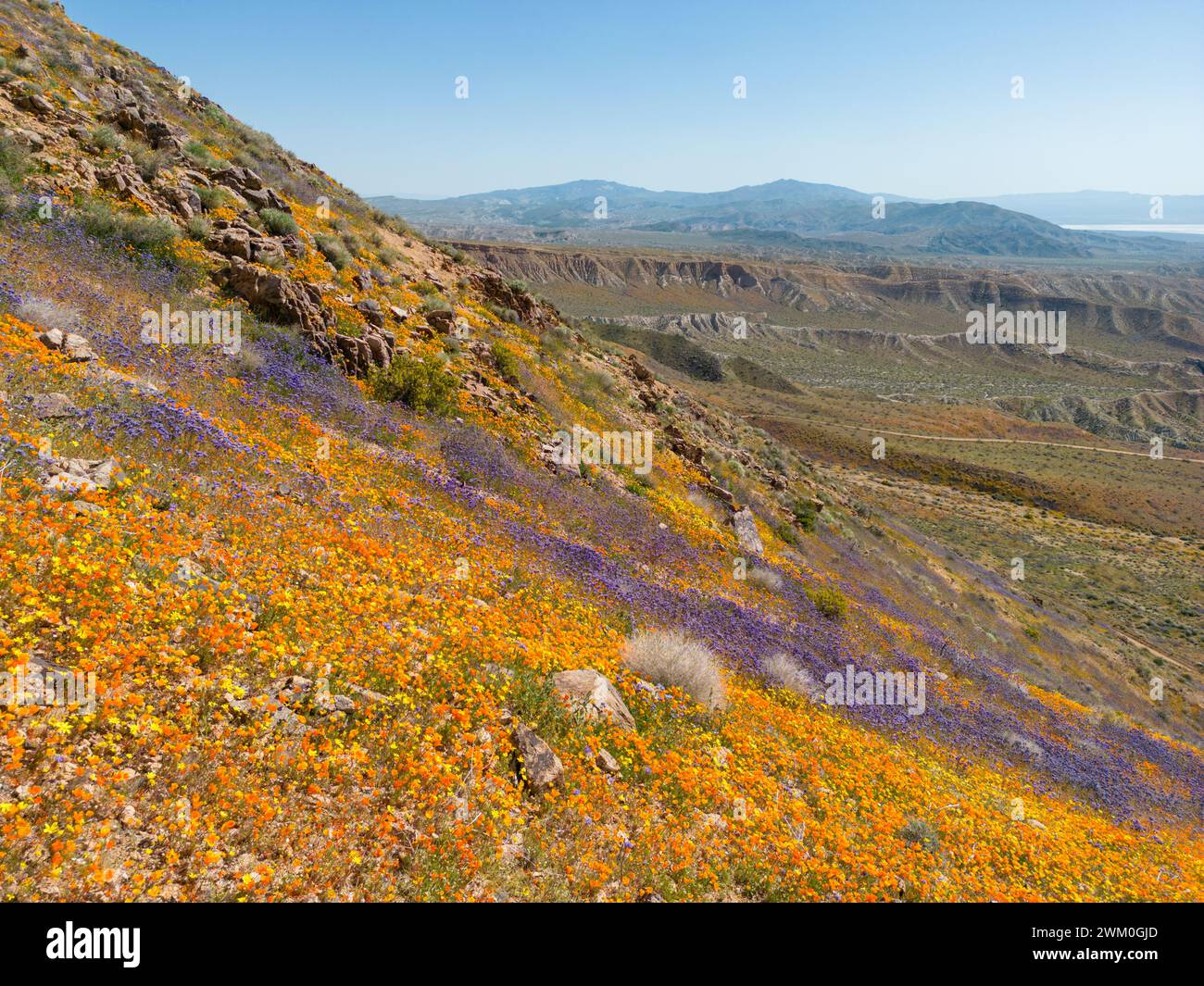 Wildflower field on hillside, looking towards Red Rock Canyon, CA Stock ...