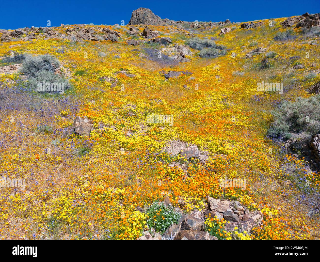 Wildflower hillside near Jawbone Canyon, CA Stock Photo - Alamy